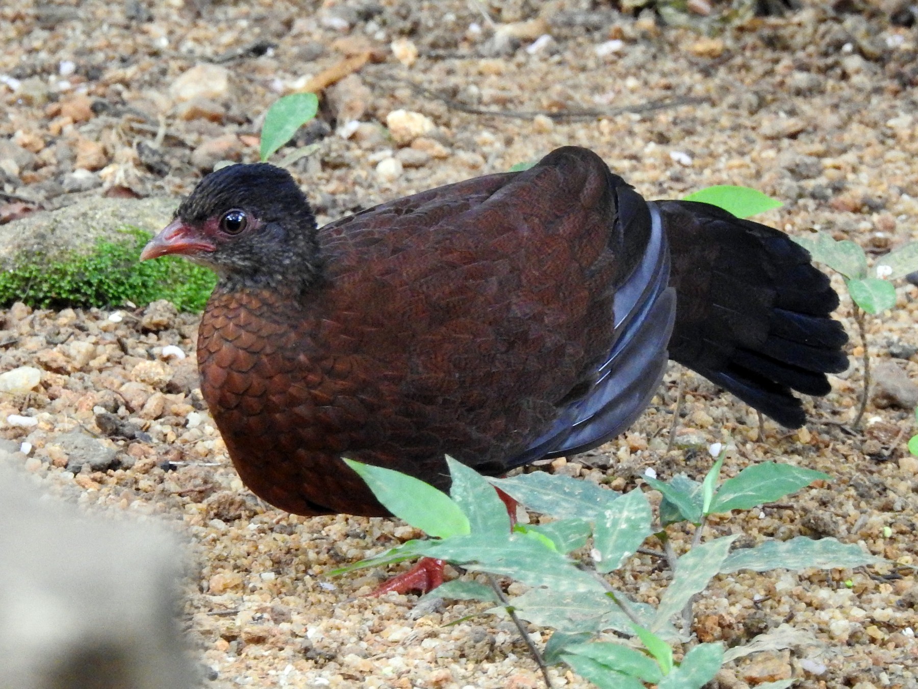 Sri Lanka Spurfowl - eBird