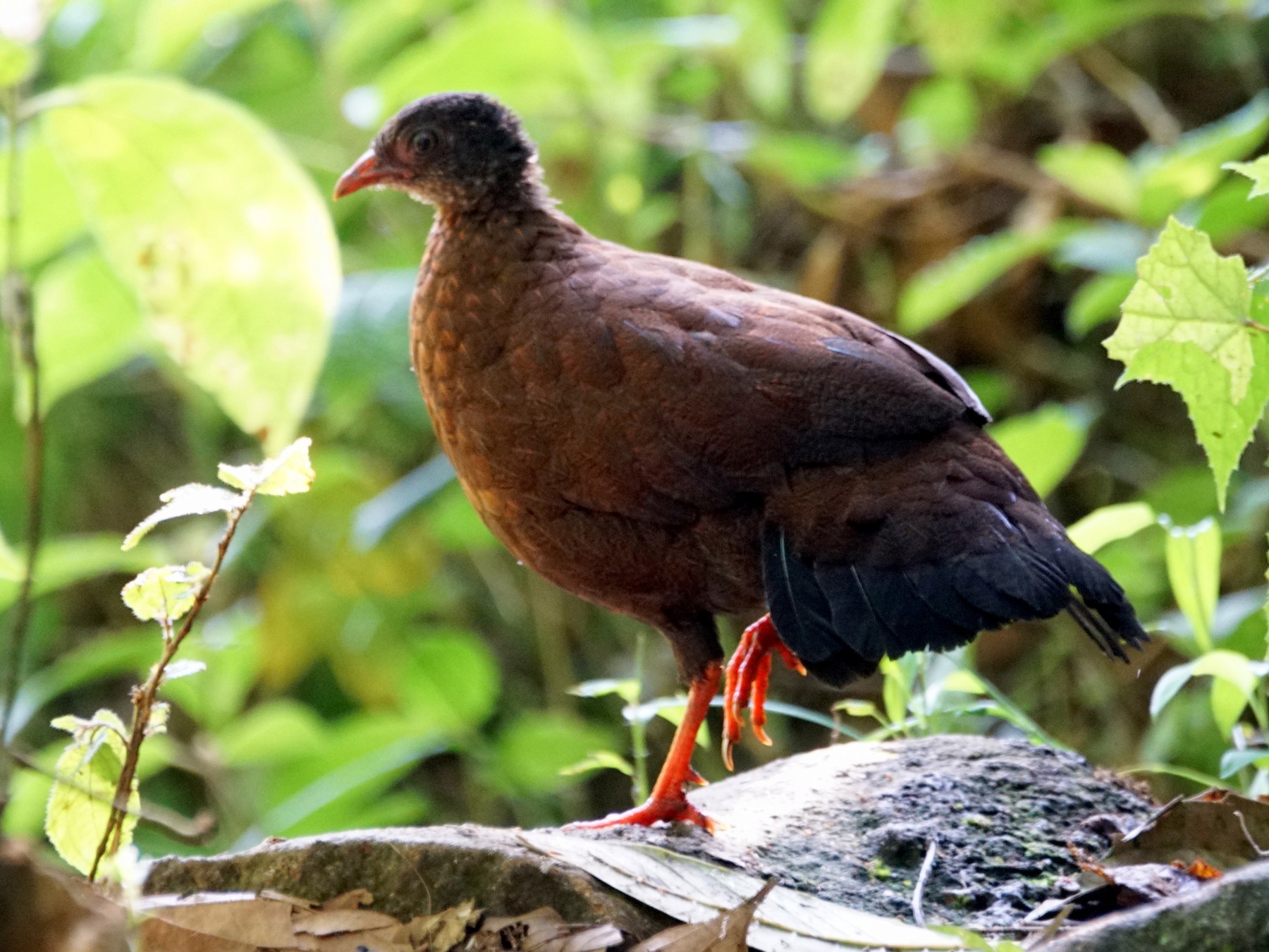 Sri Lanka Spurfowl - eBird