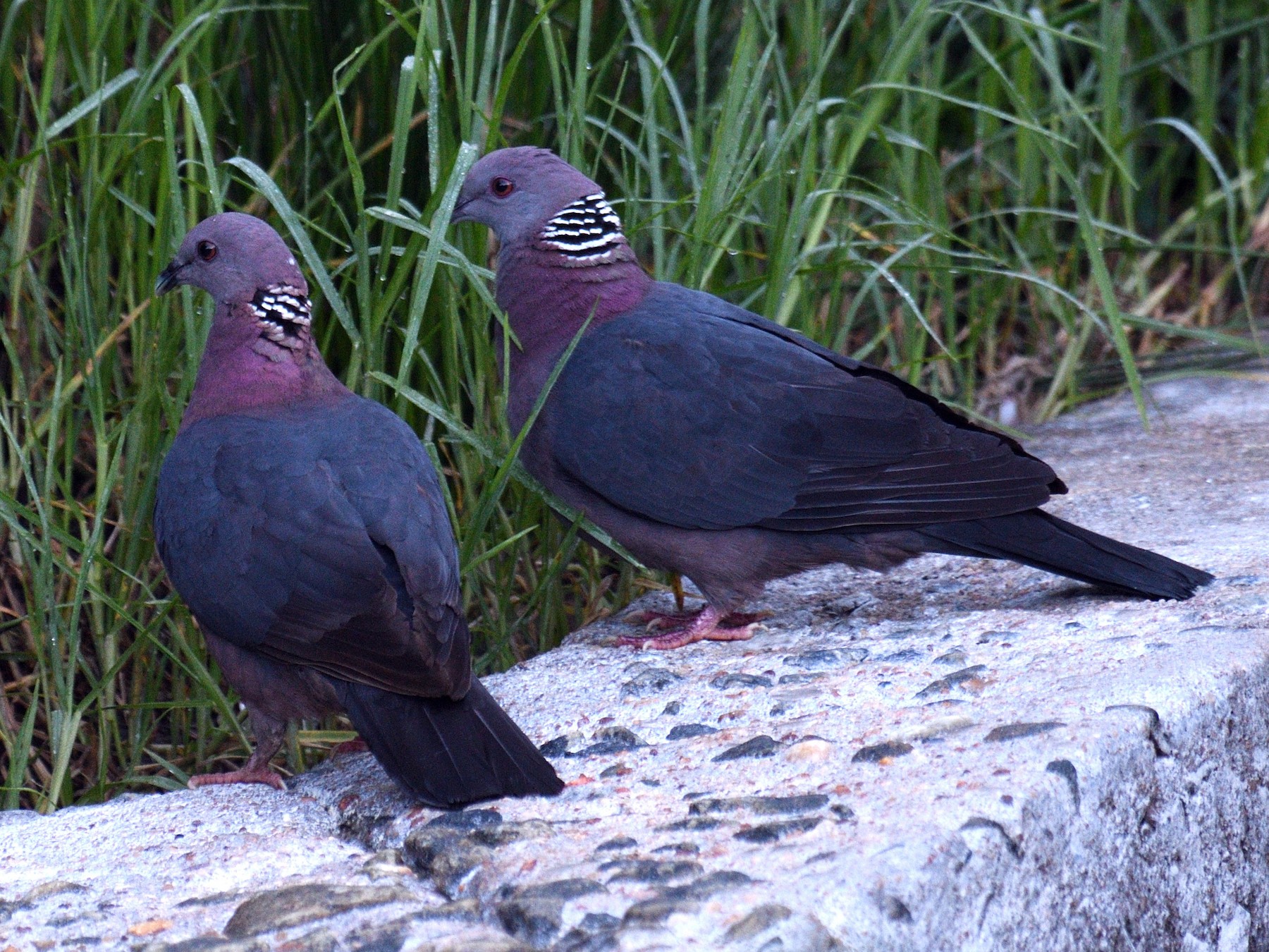 Sri Lanka Wood Pigeon - eBird