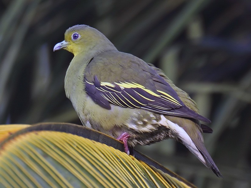 Sri Lanka Green-Pigeon - eBird