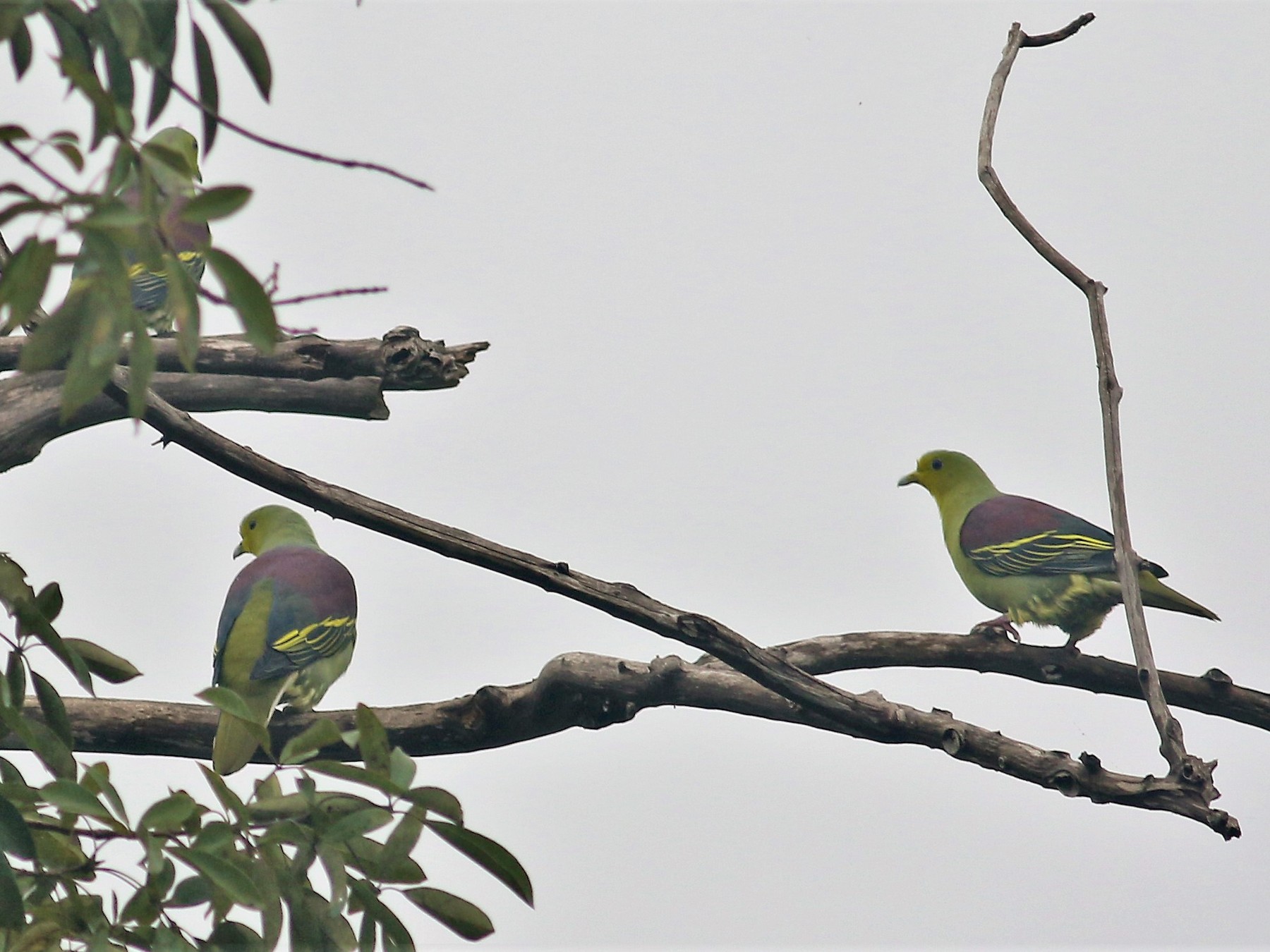 Sri Lanka Green-Pigeon - eBird