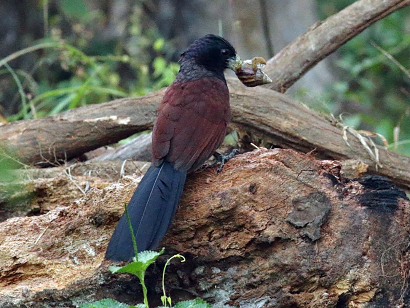 green-billed coucal - eBird