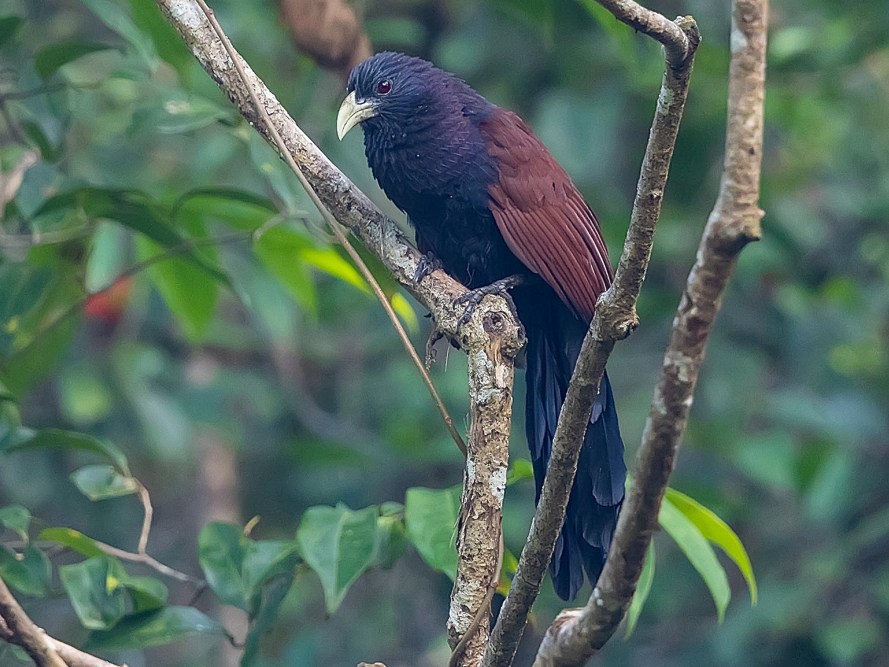 Green-billed Coucal - eBird
