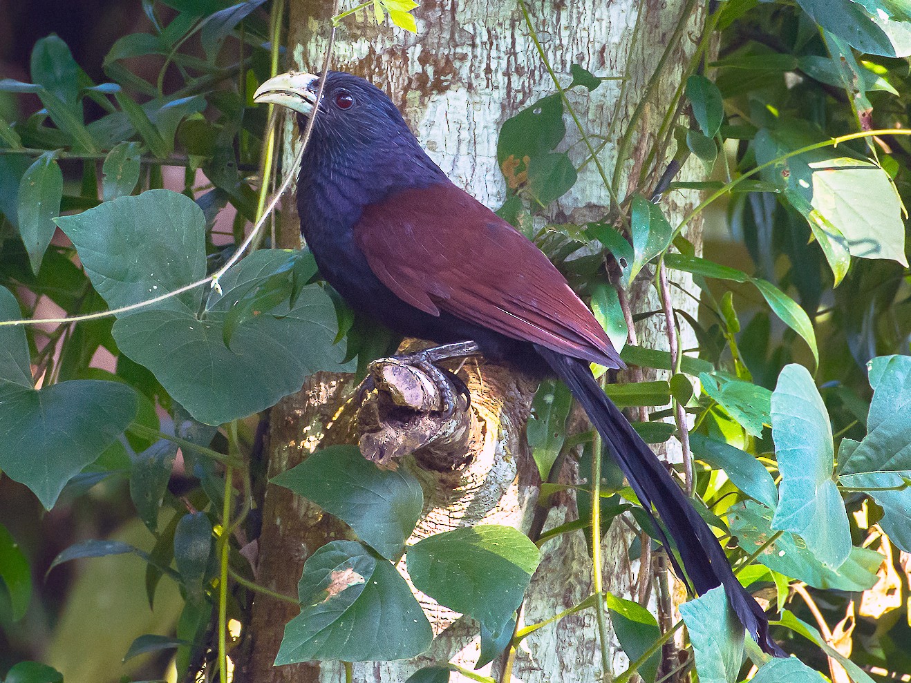Green-billed coucal - eBird