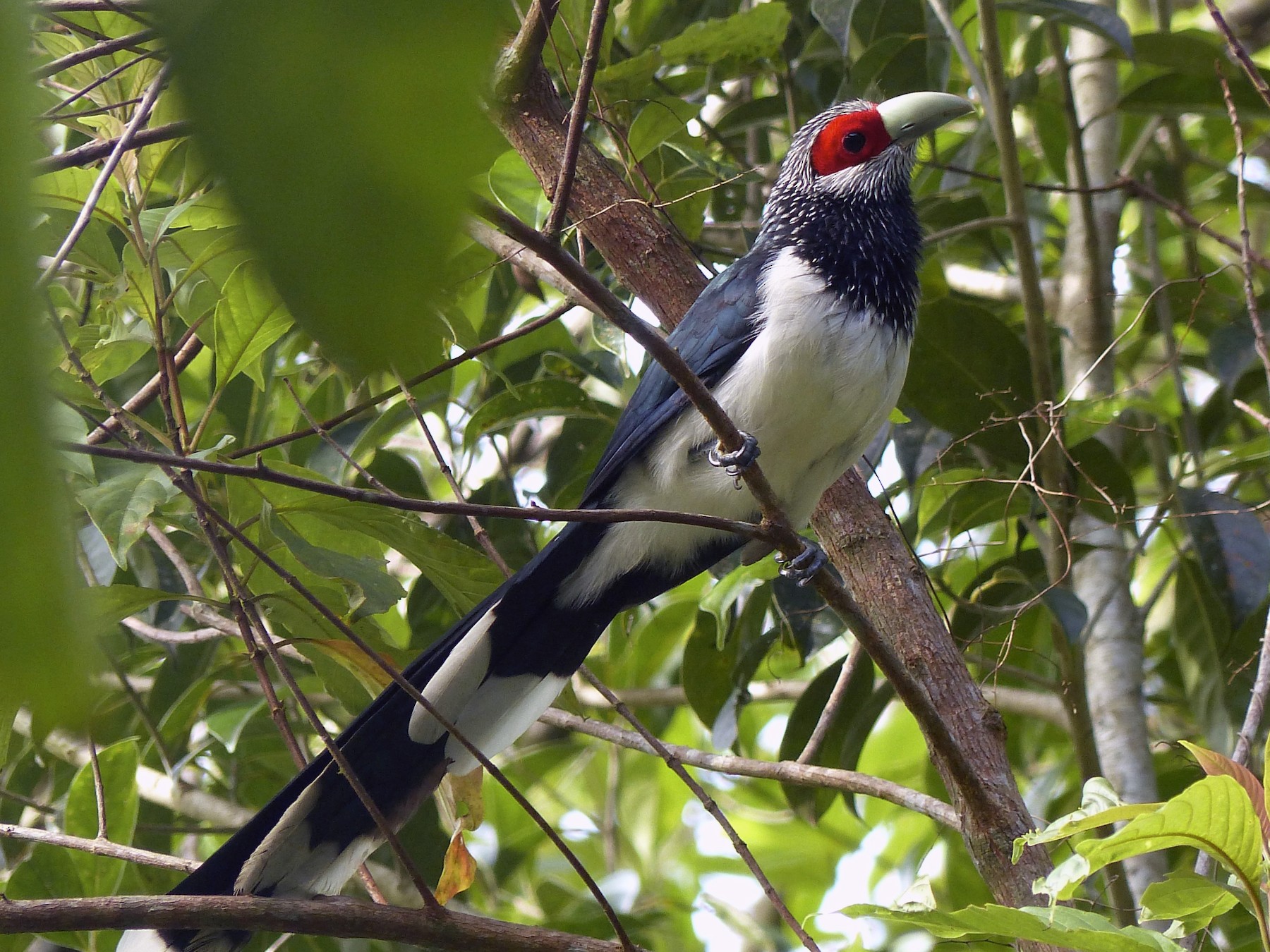 Red-faced Malkoha - eBird