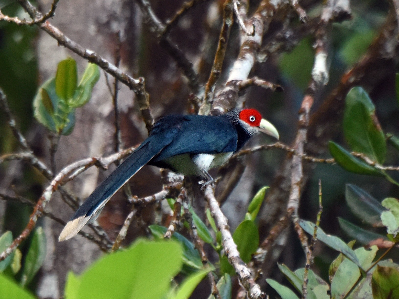 Red-faced Malkoha - eBird