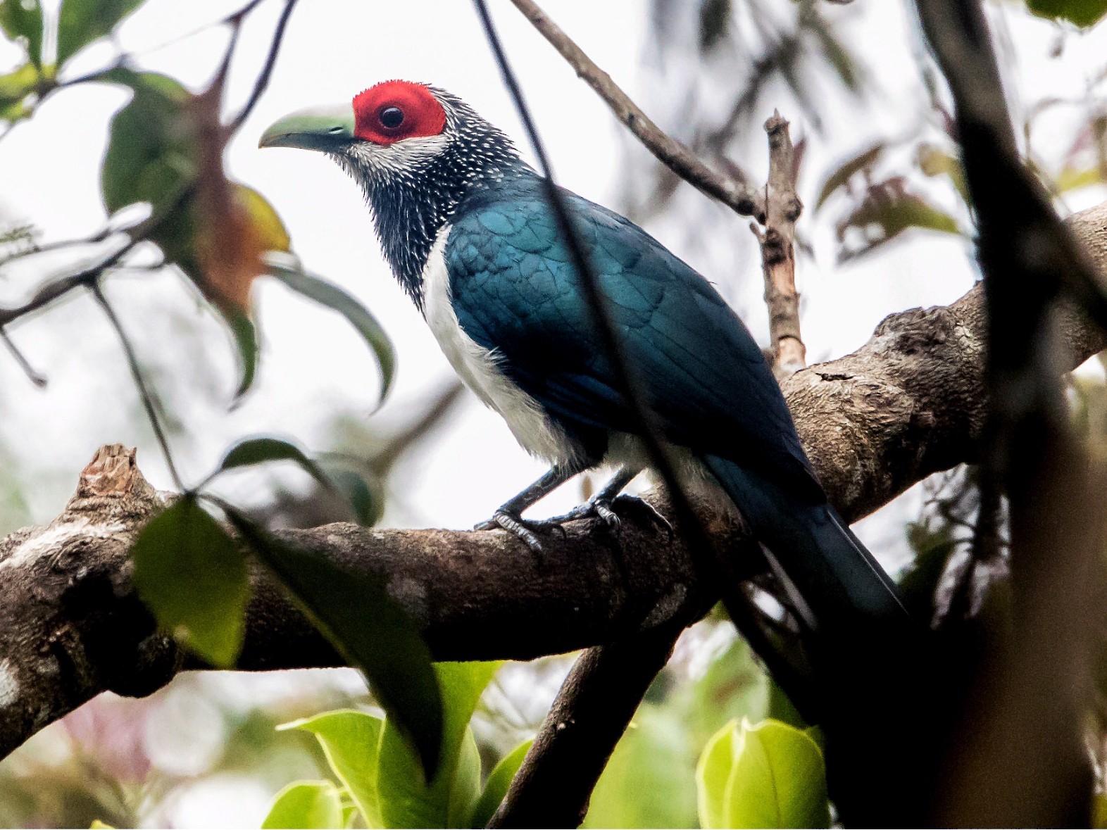 Red-faced Malkoha - eBird