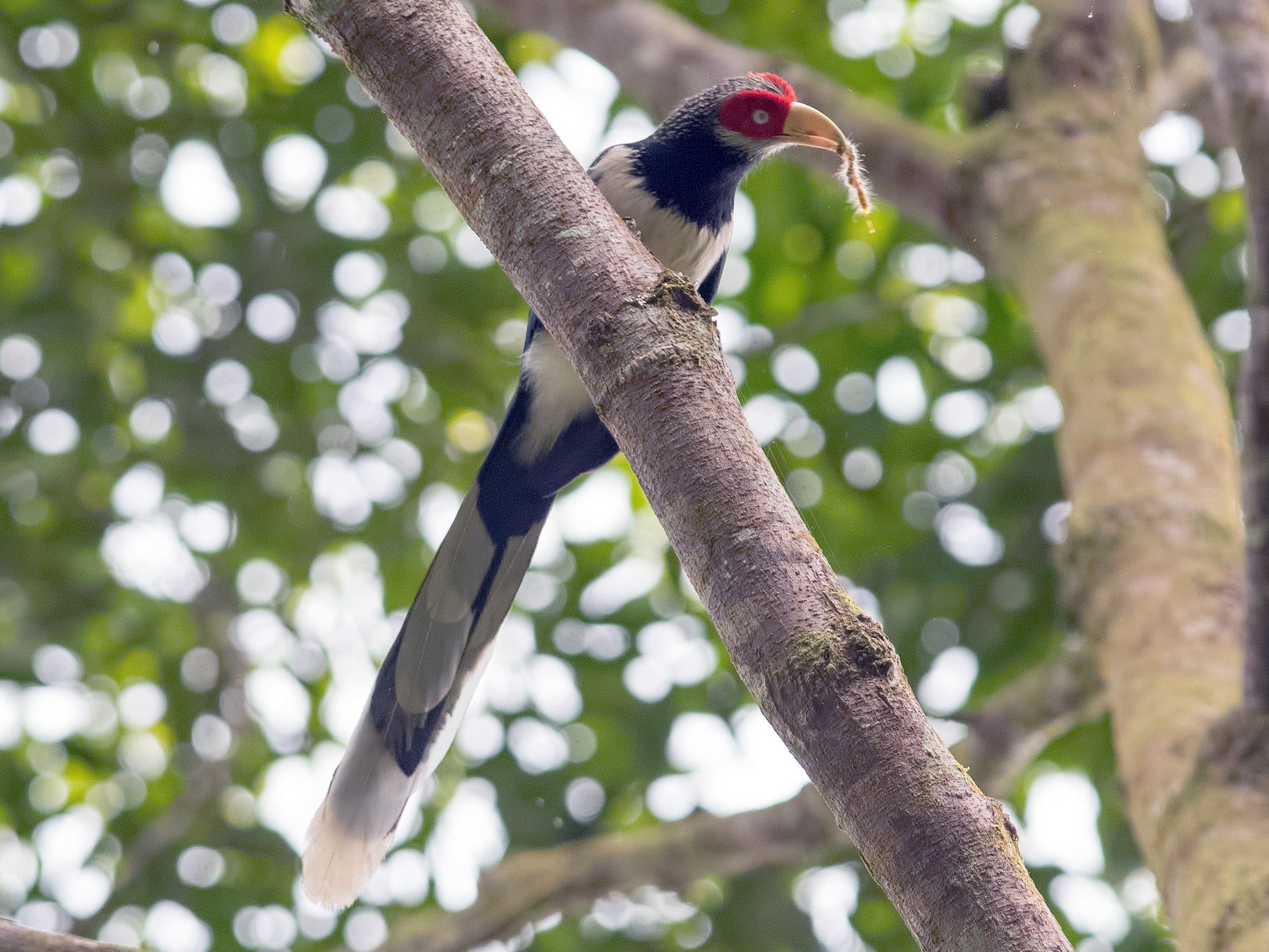 Red-faced Malkoha - eBird