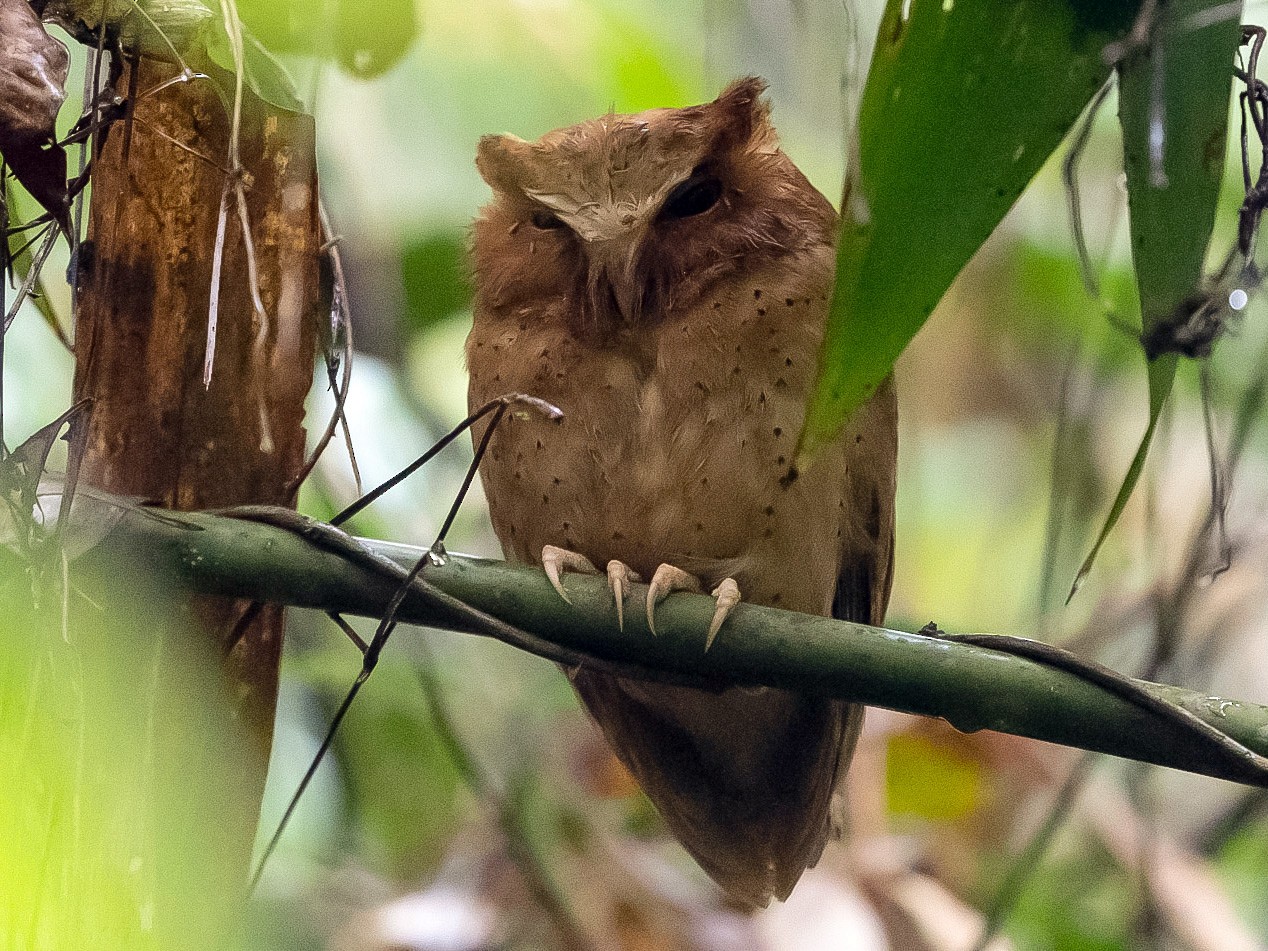 Serendib Scops Owl