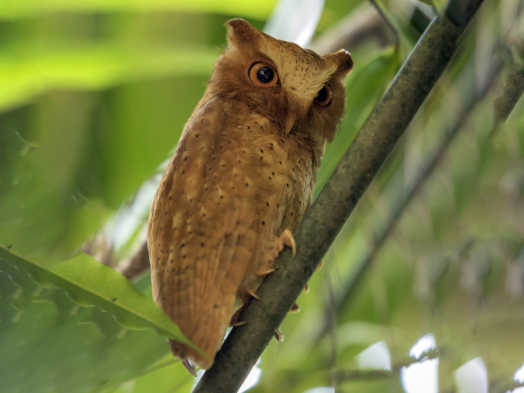Serendib Scops Owl
