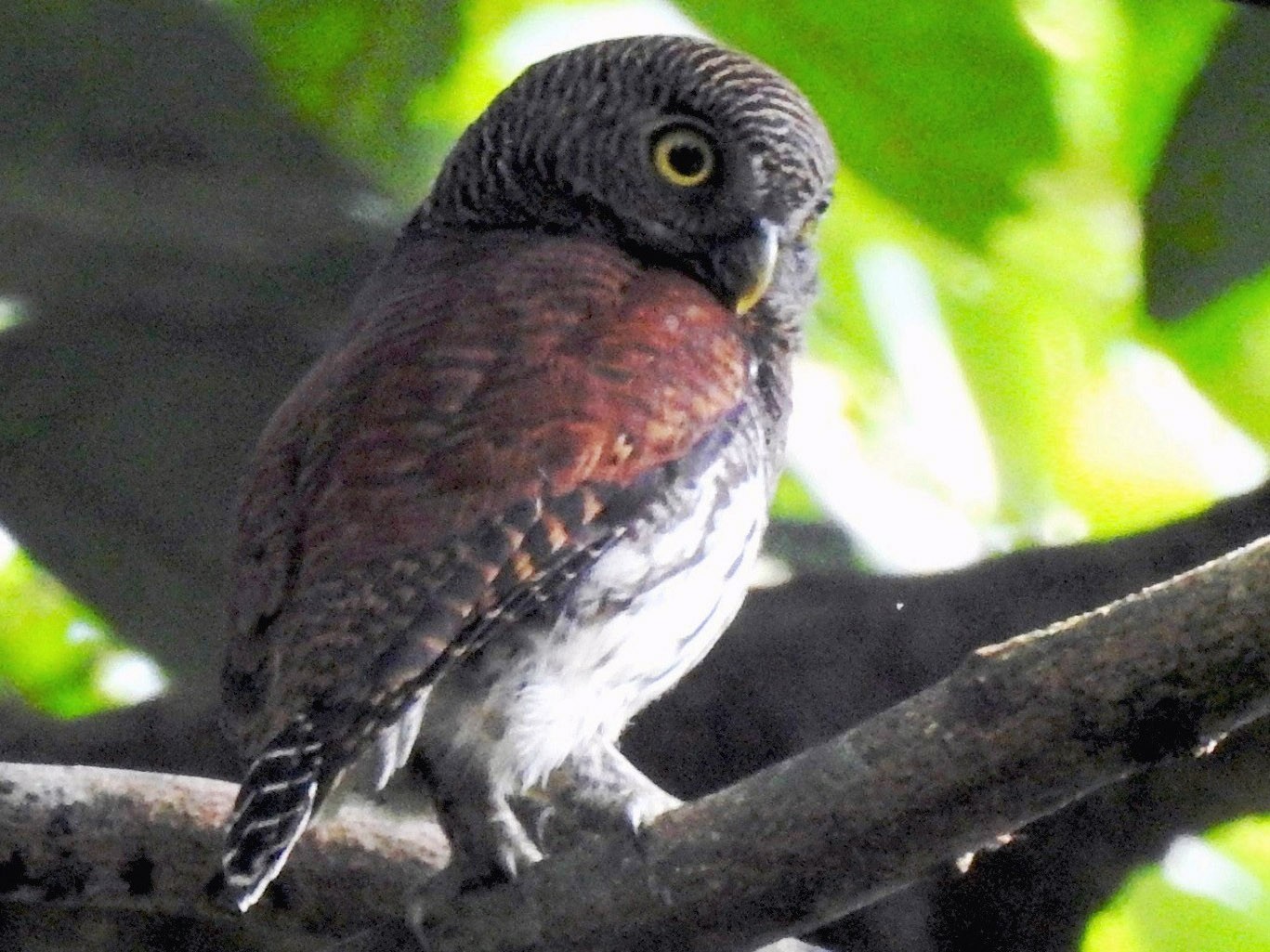 Mochuelo de Ceilán - eBird