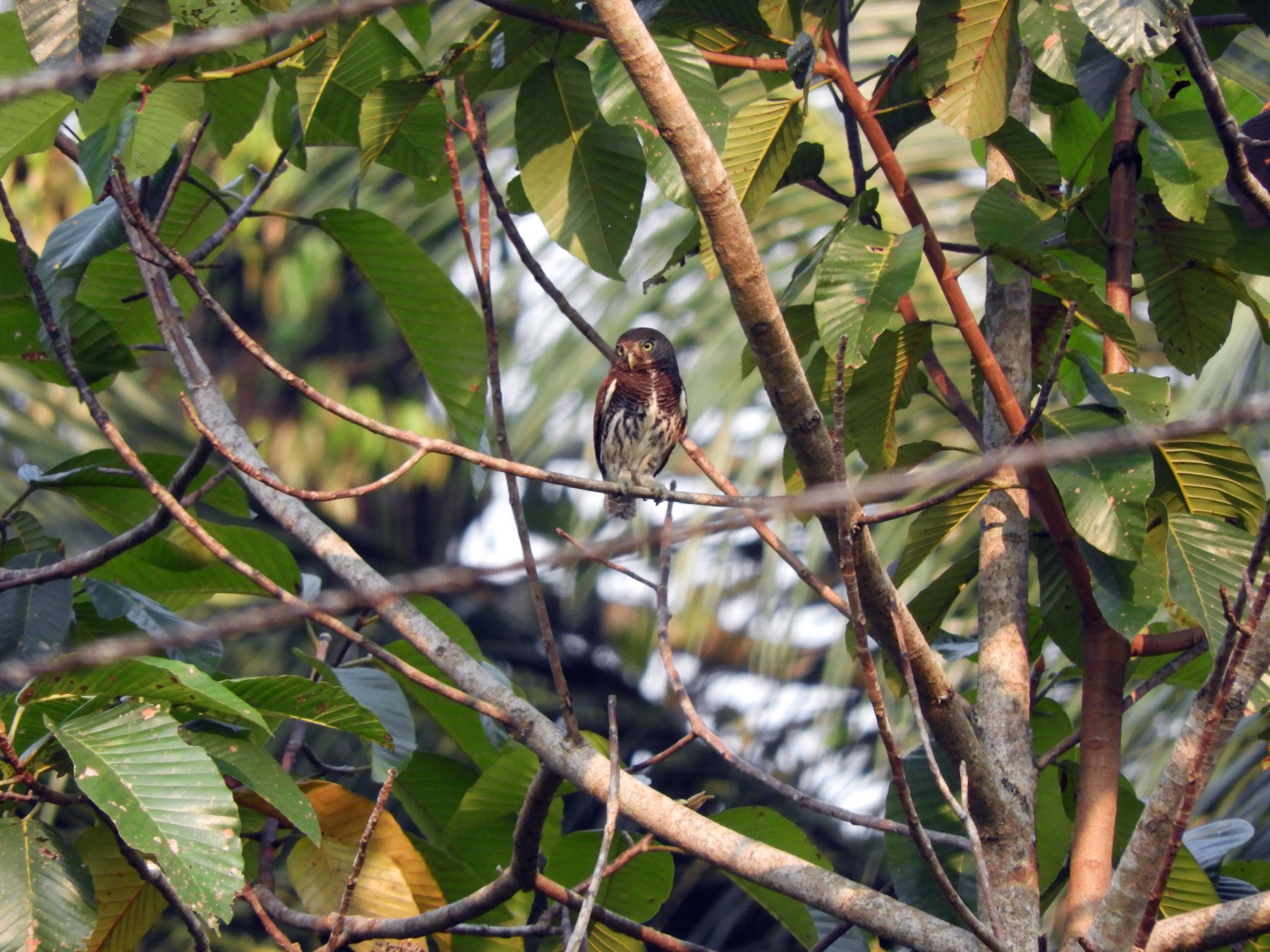 Mochuelo de Ceilán - eBird