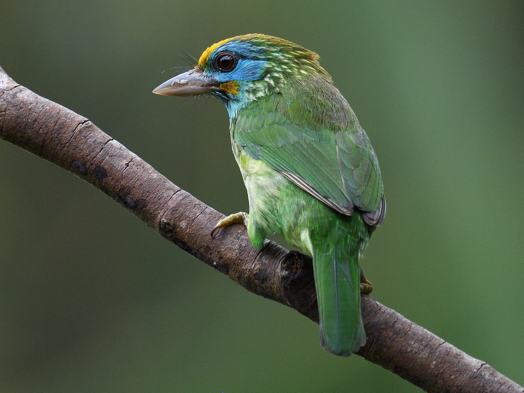 Yellow-fronted Barbet - eBird