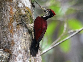 Crimson-backed Flameback - eBird