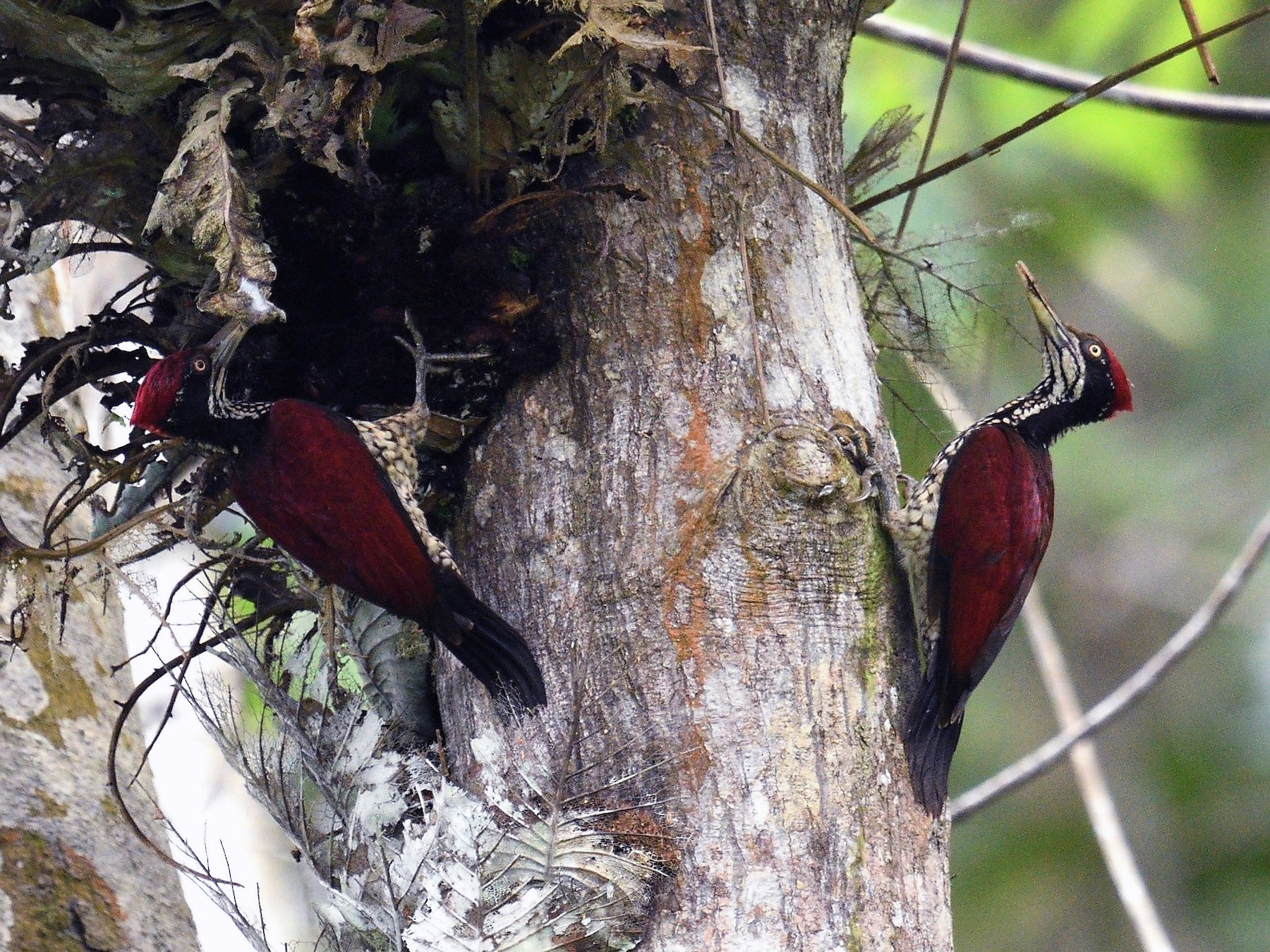 Crimson-backed Flameback - eBird