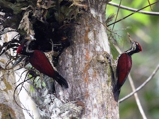 Crimson-backed Flameback - eBird