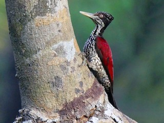 Crimson-backed Flameback - eBird