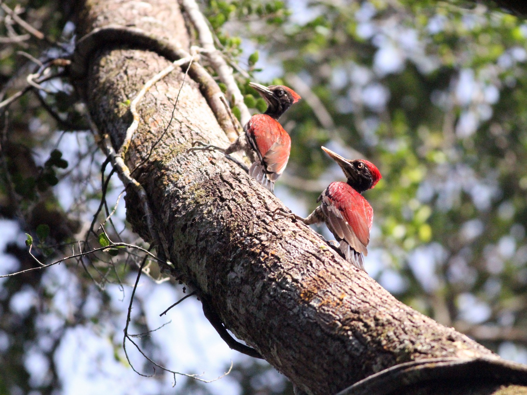Crimson-backed Flameback - eBird