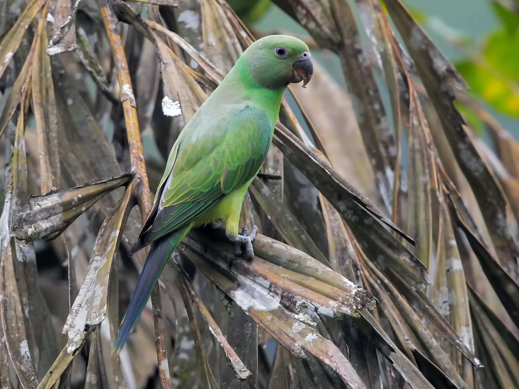 Layard's Parakeet - eBird