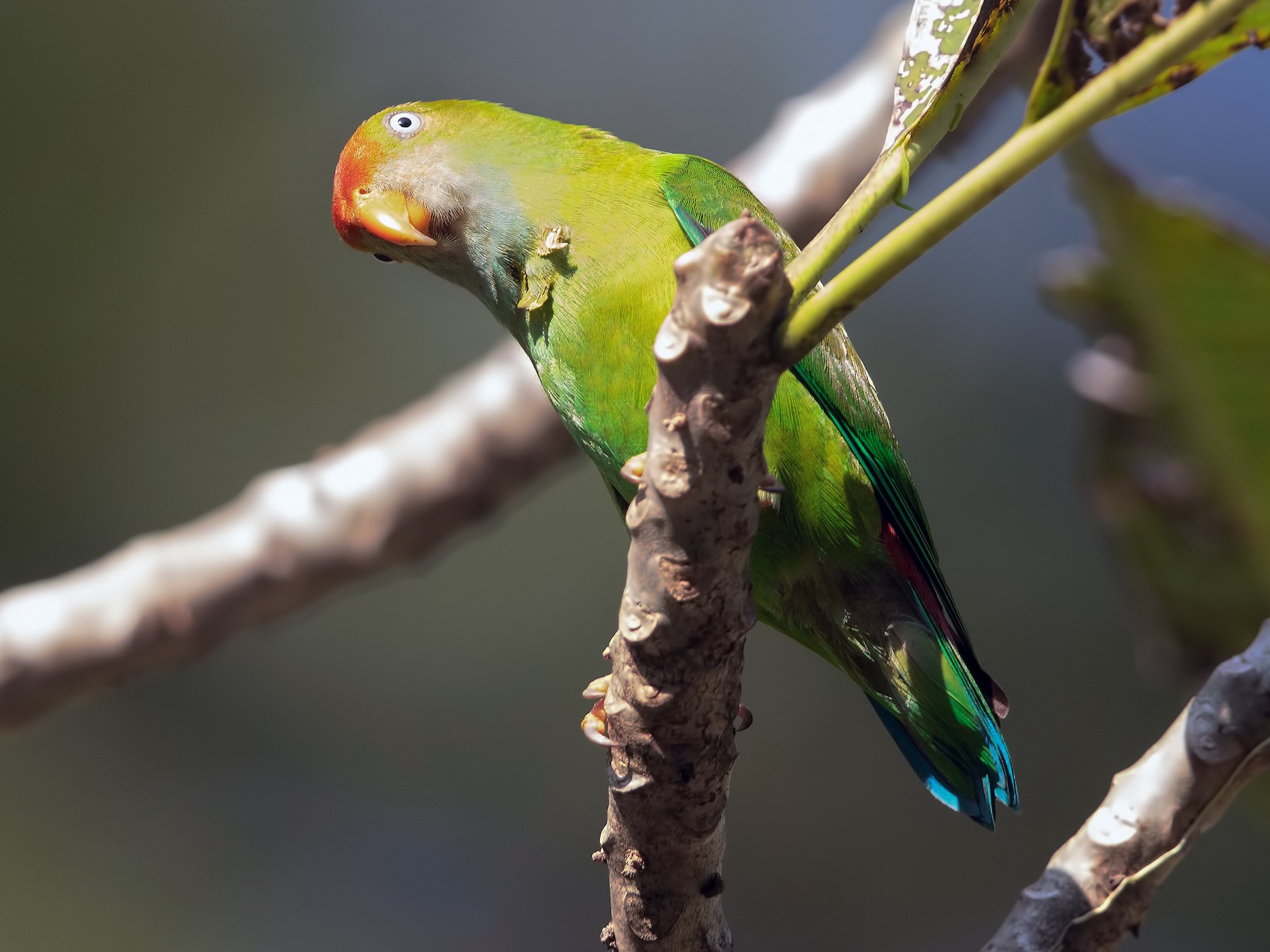 Sri Lanka Hanging-Parrot - eBird