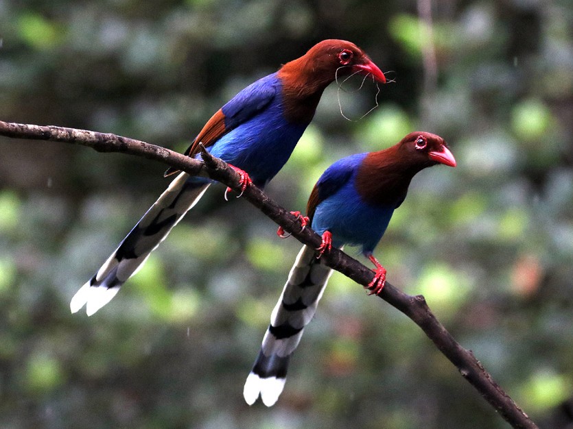 Sri Lanka Blue Magpie - eBird
