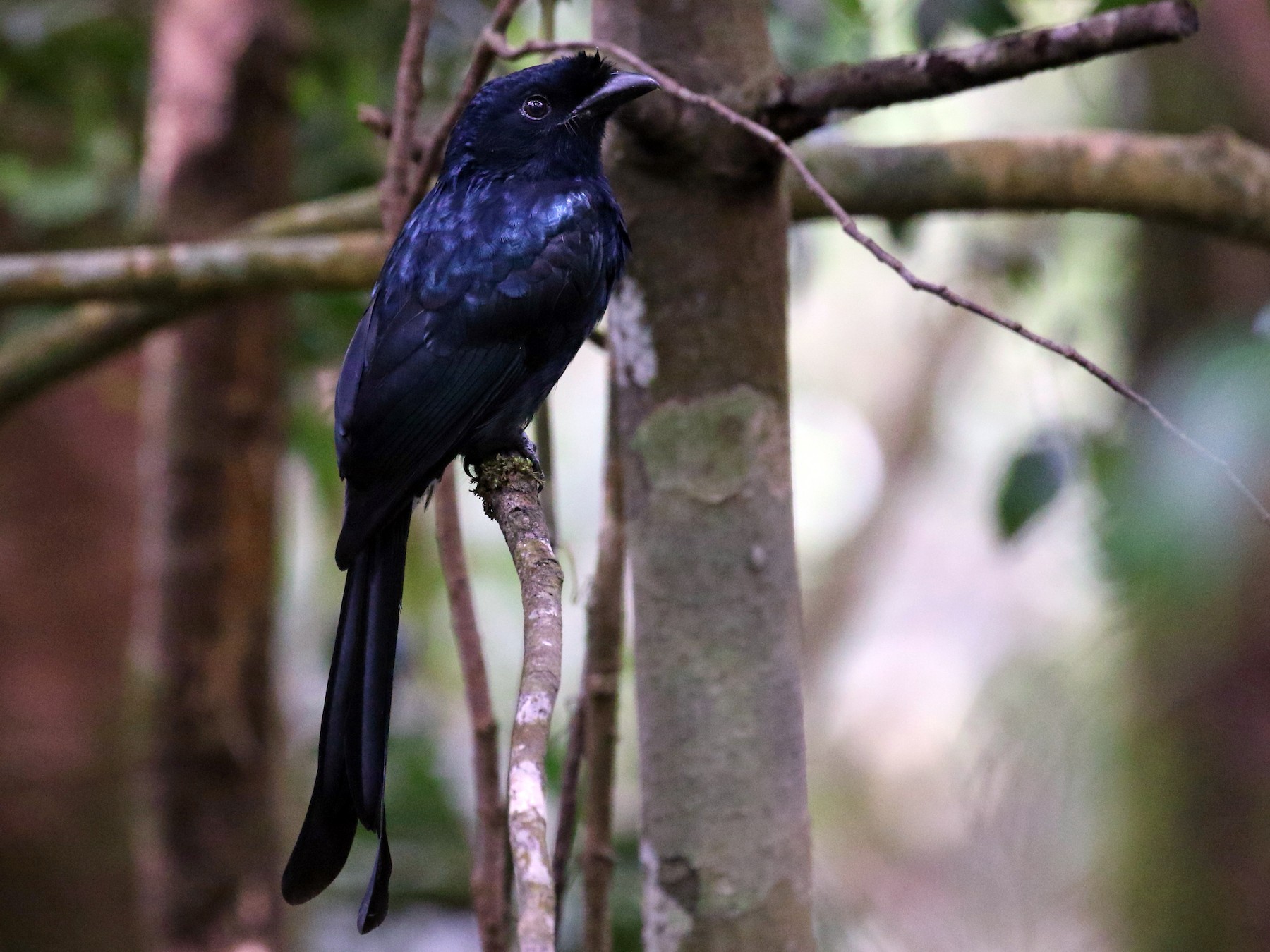 Sri Lanka Drongo - eBird