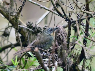 Sri Lanka Bush Warbler - eBird