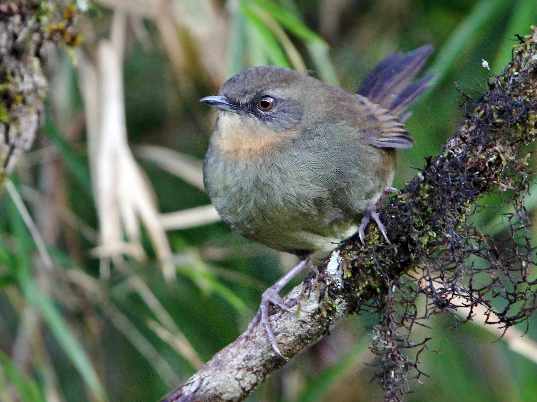 Sri Lanka Bush Warbler - eBird