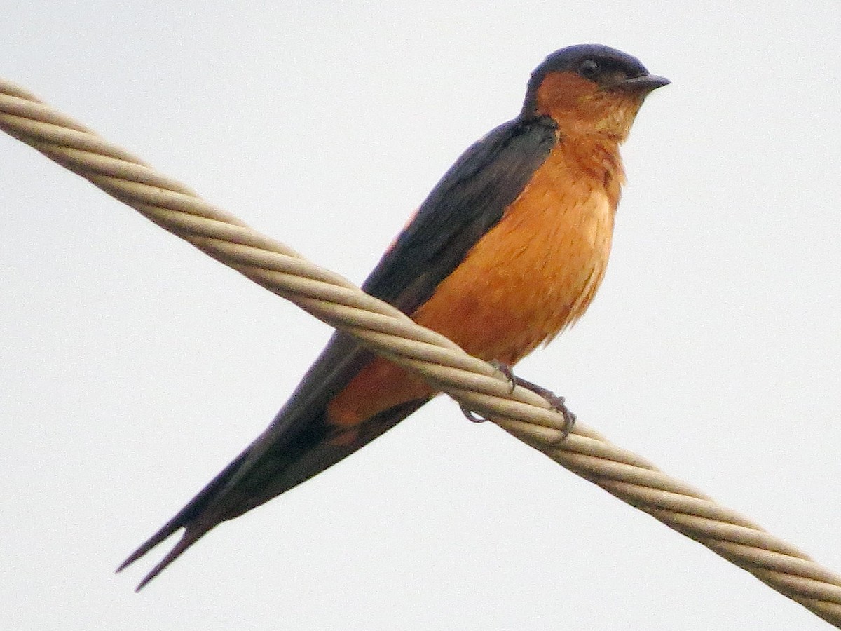 Sri Lanka Swallow - Cecropis hyperythra - Birds of the World
