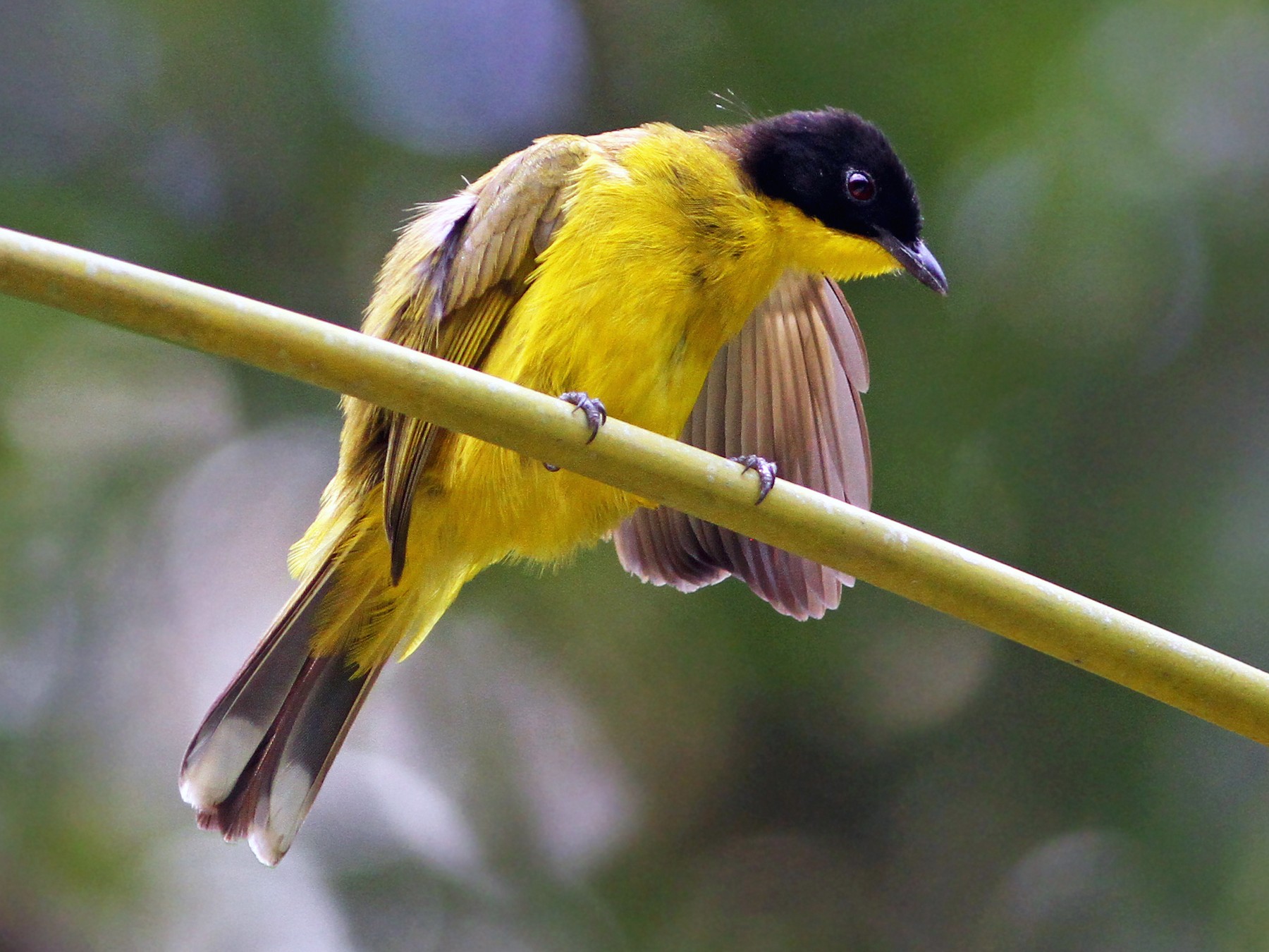 Black-capped Bulbul - eBird