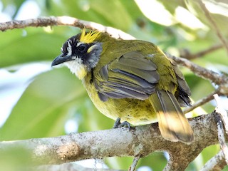 Yellow-eared Bulbul - eBird