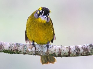 Yellow-eared Bulbul - eBird