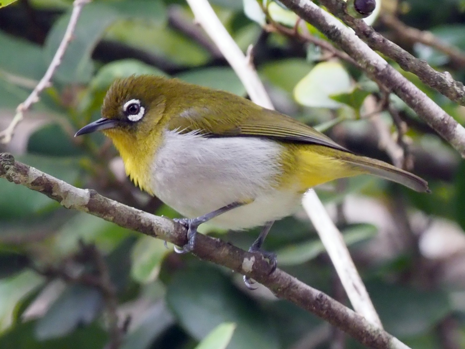Sri Lanka White-eye - eBird