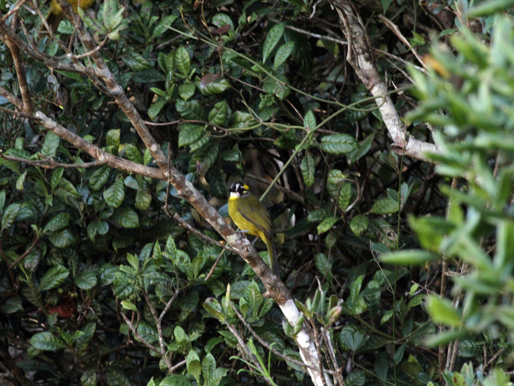 Yellow-eared Bulbul - eBird