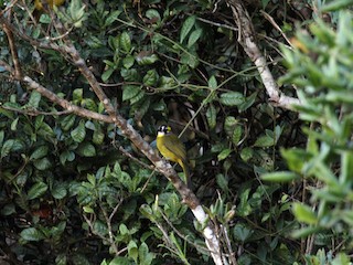 Yellow-eared Bulbul - eBird