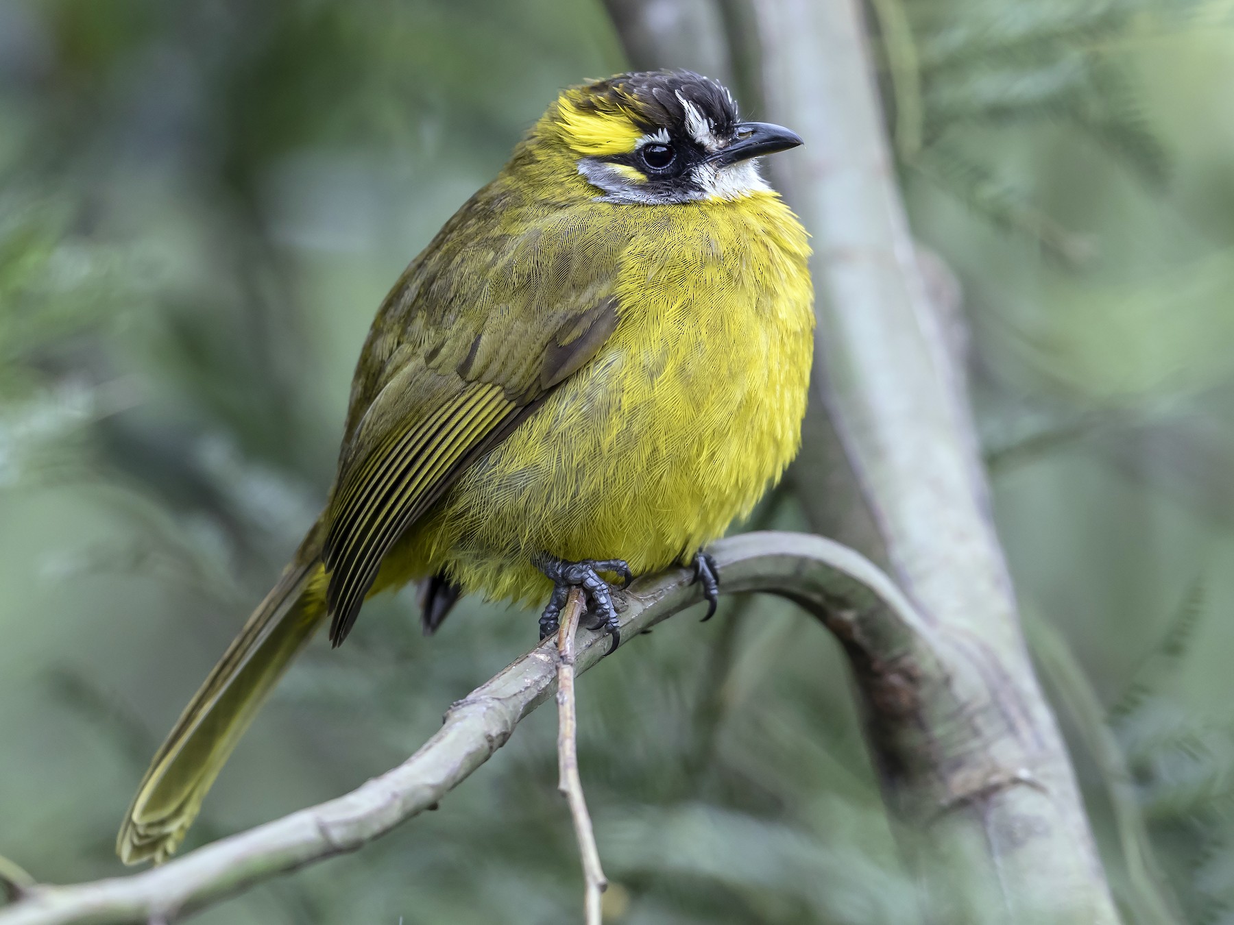 Yellow-eared Bulbul - eBird