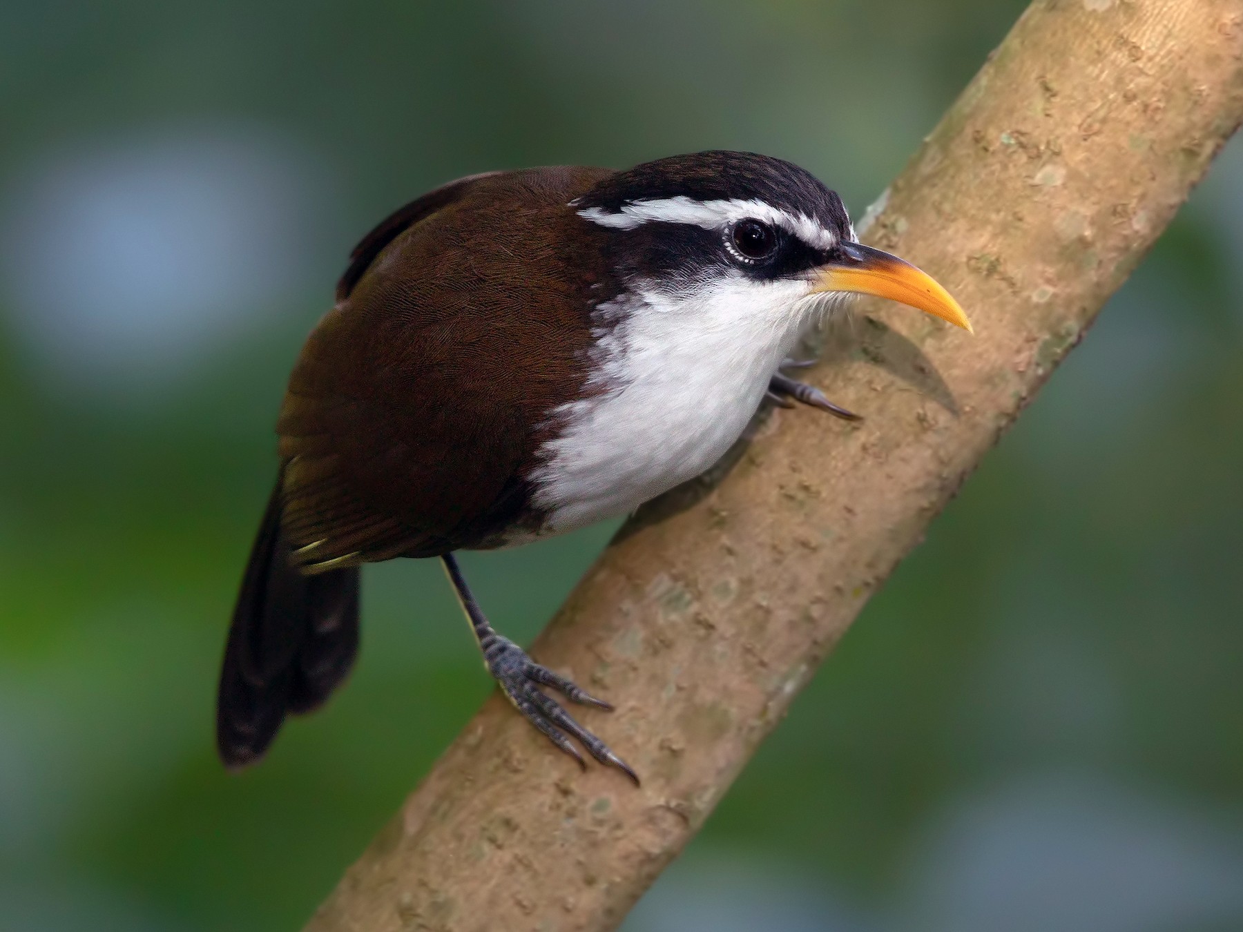 Sri Lanka Scimitar-Babbler - eBird