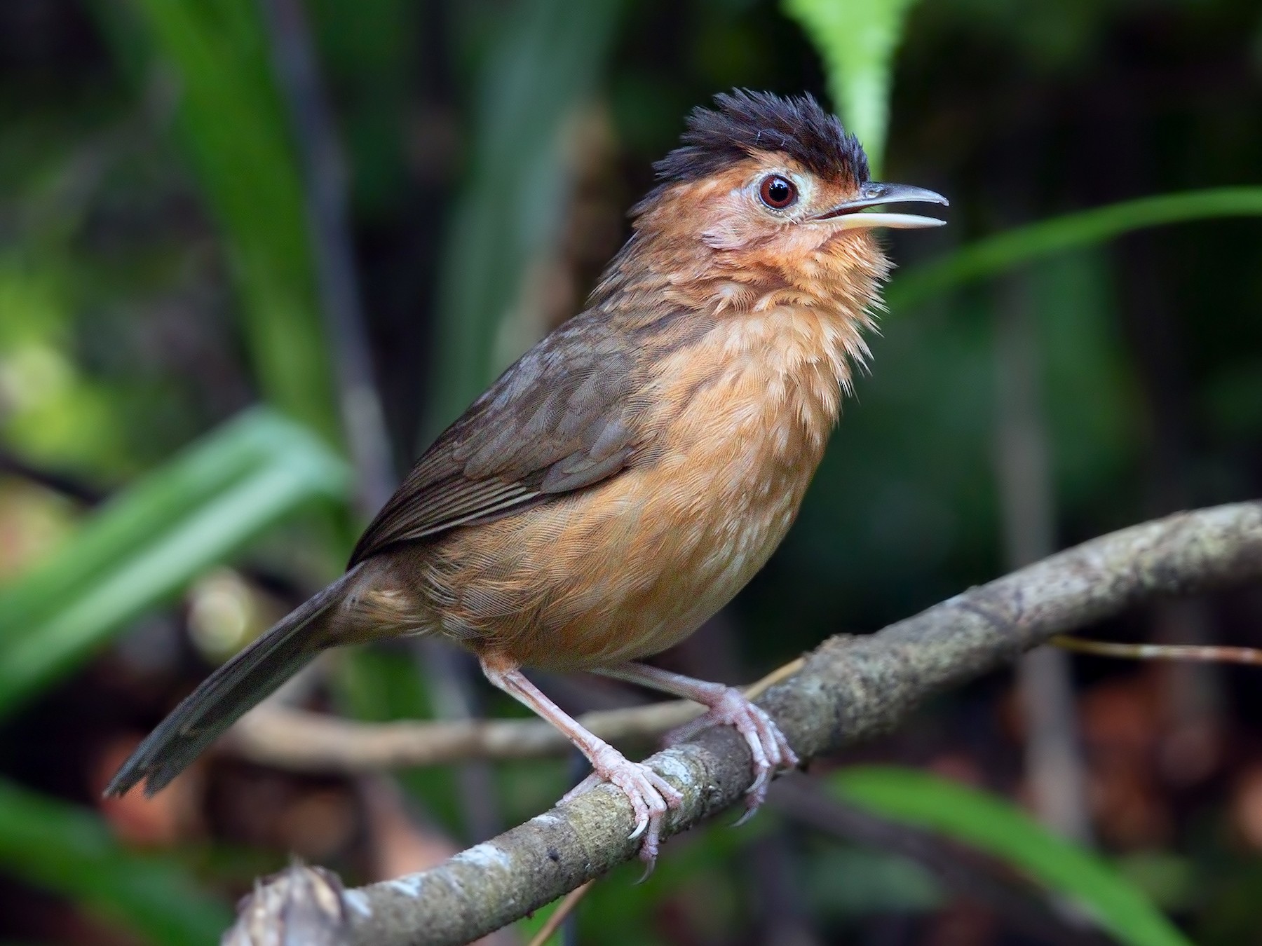 Brown-capped Babbler - eBird
