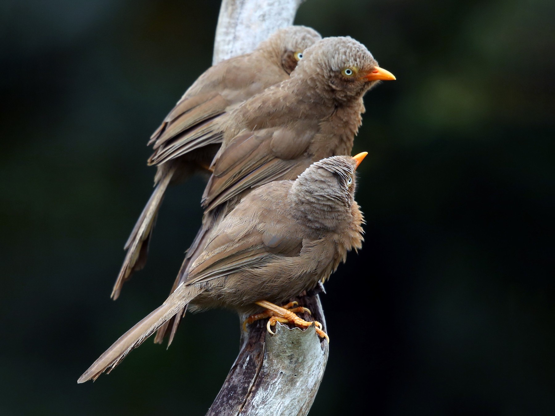Orange-billed Babbler - eBird