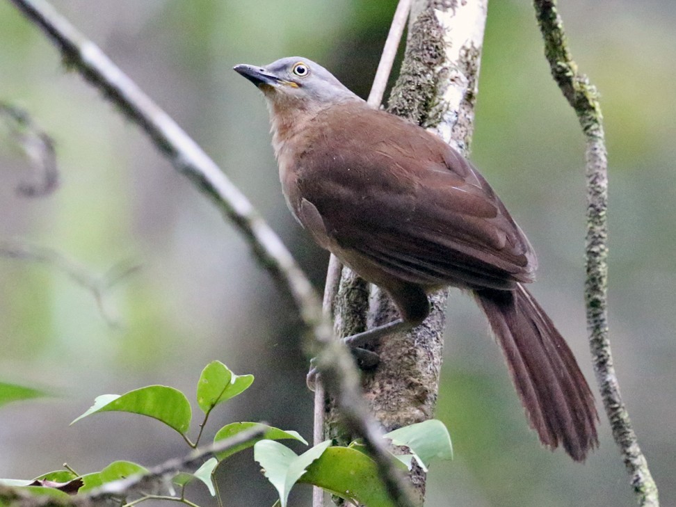 Ashy-headed Laughingthrush - eBird