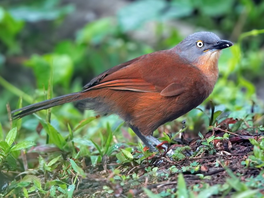 Ashy-headed Laughingthrush - eBird