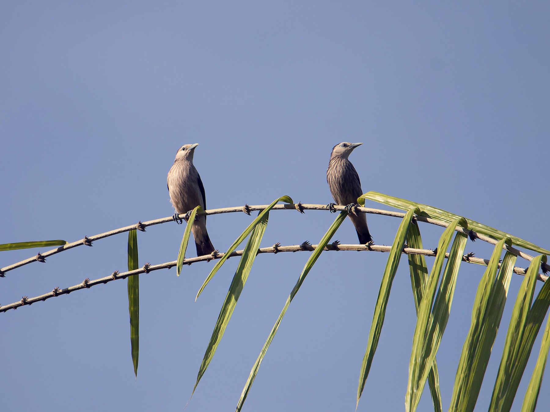 White-faced Starling - eBird