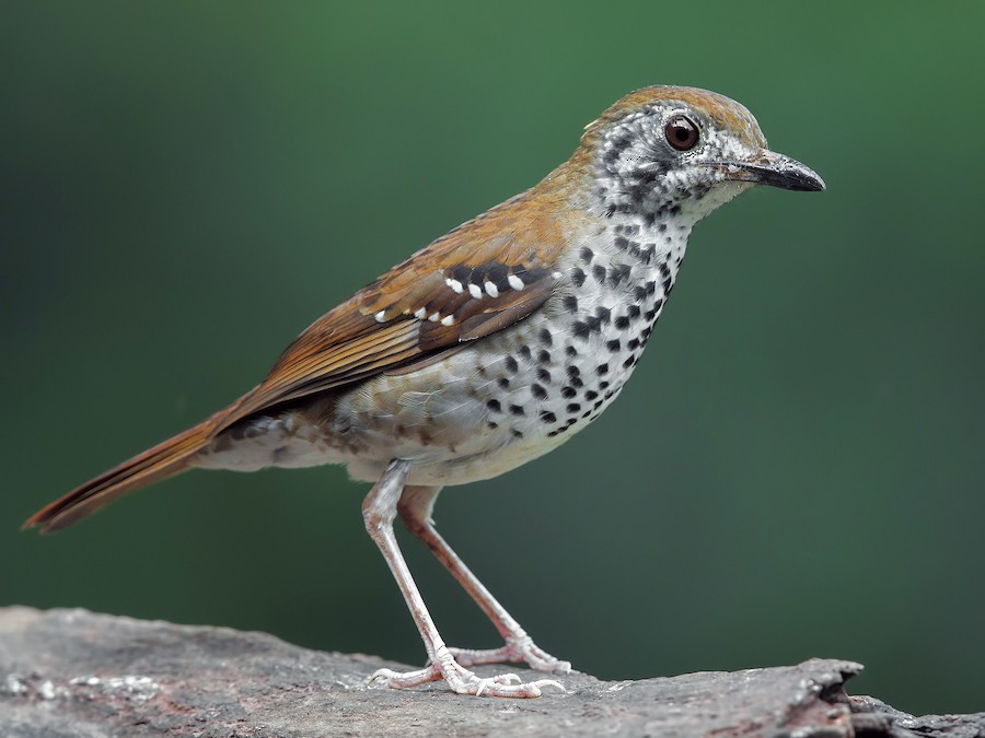 Spot-winged Thrush - eBird
