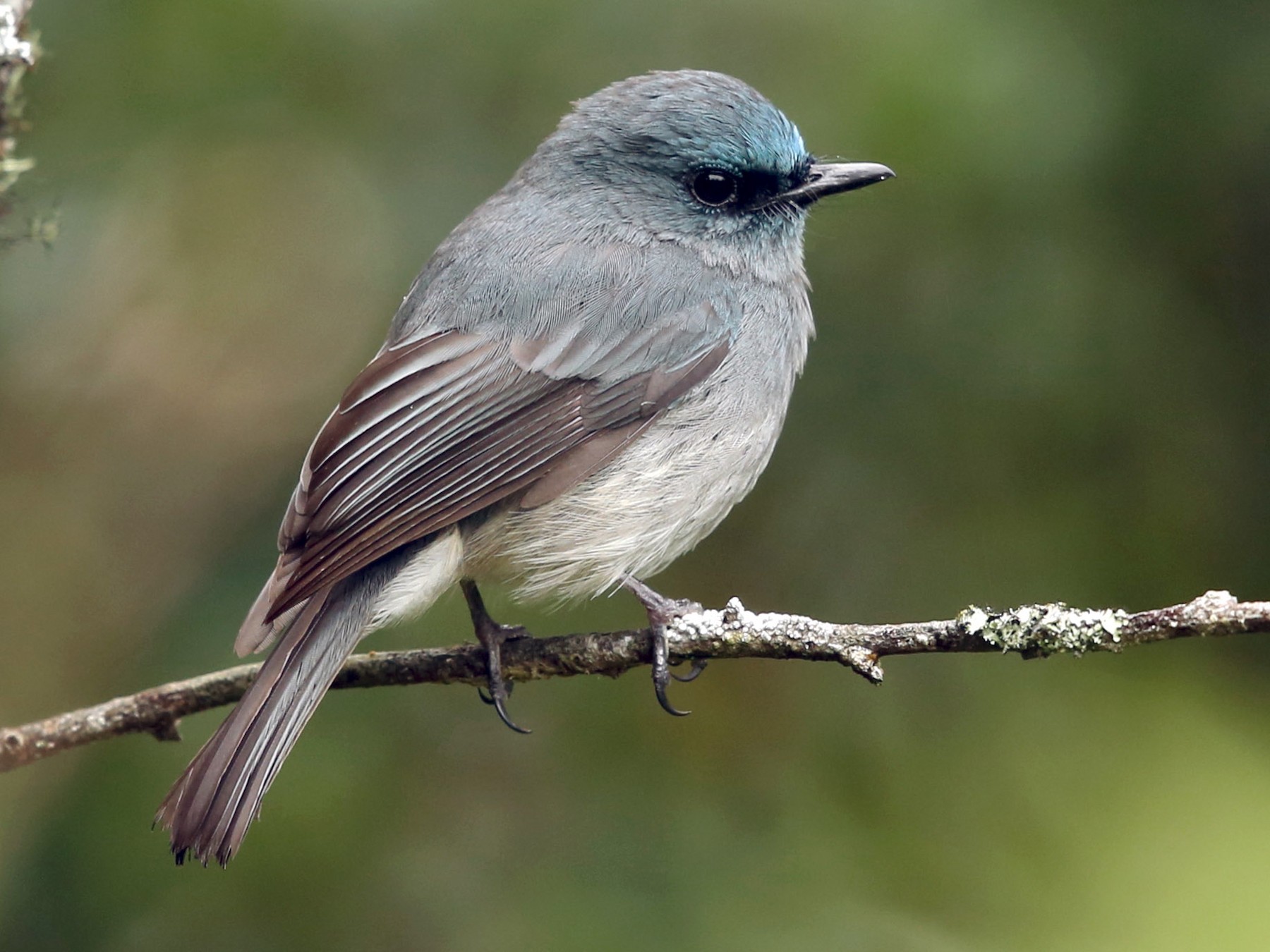 Dull-blue Flycatcher - eBird