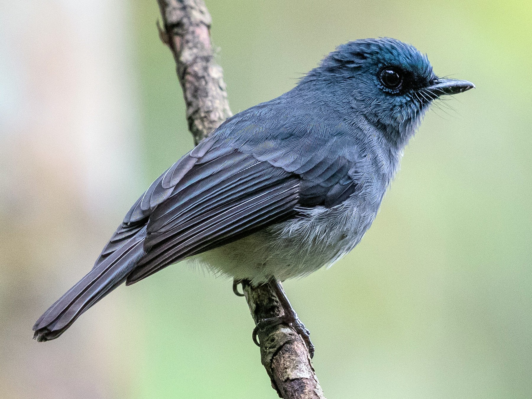 Dull-blue Flycatcher - eBird