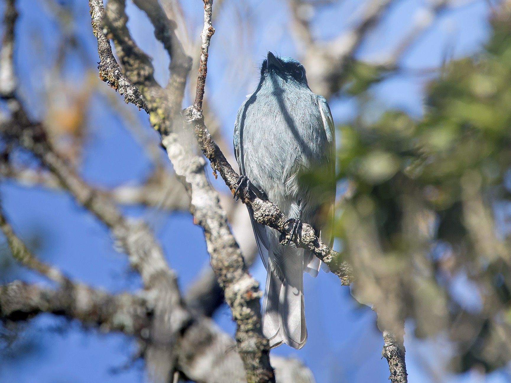 Dull-blue Flycatcher - eBird