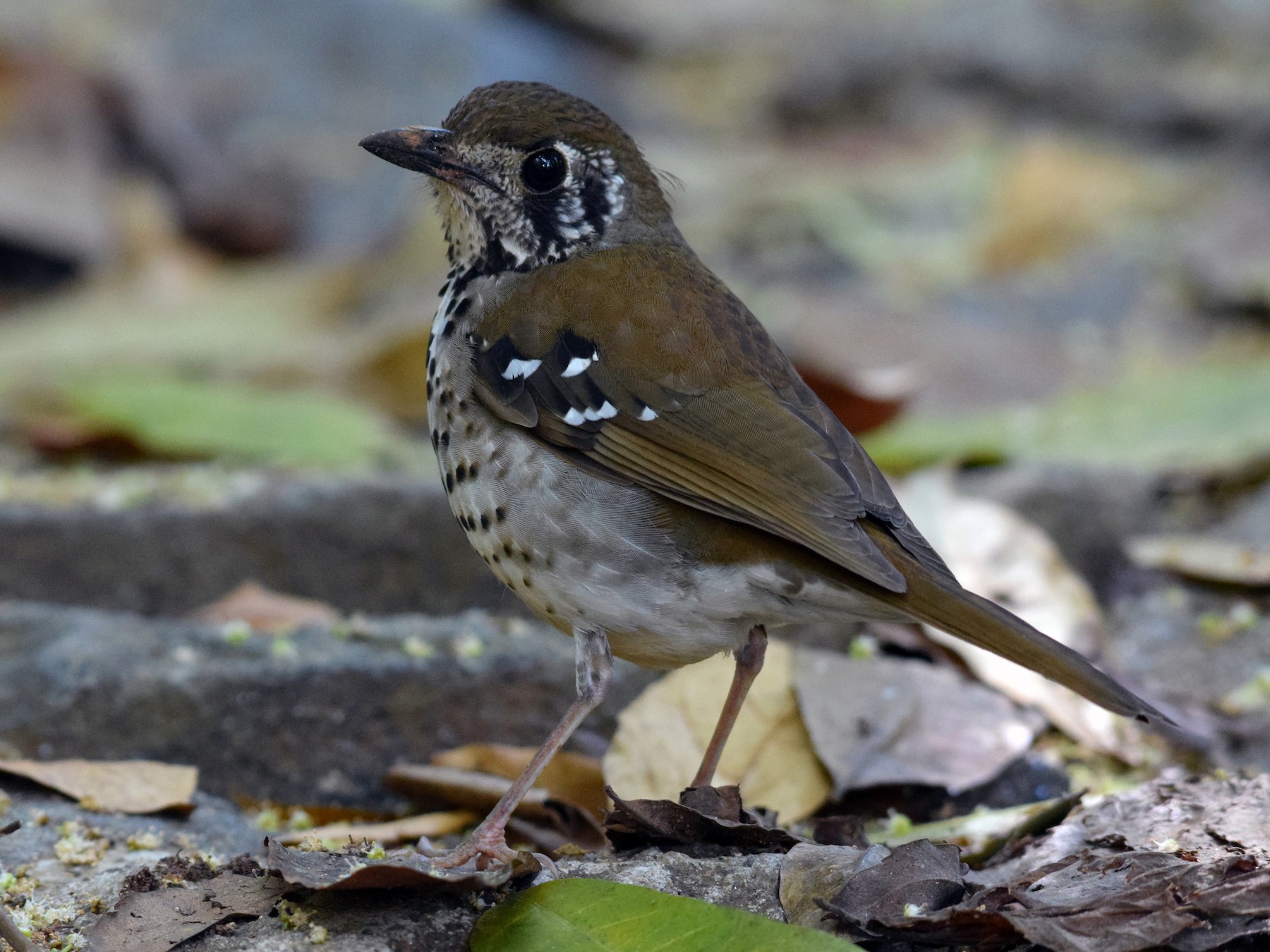Spot-winged Thrush - eBird