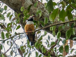Rufous-bellied Helmetshrike - eBird