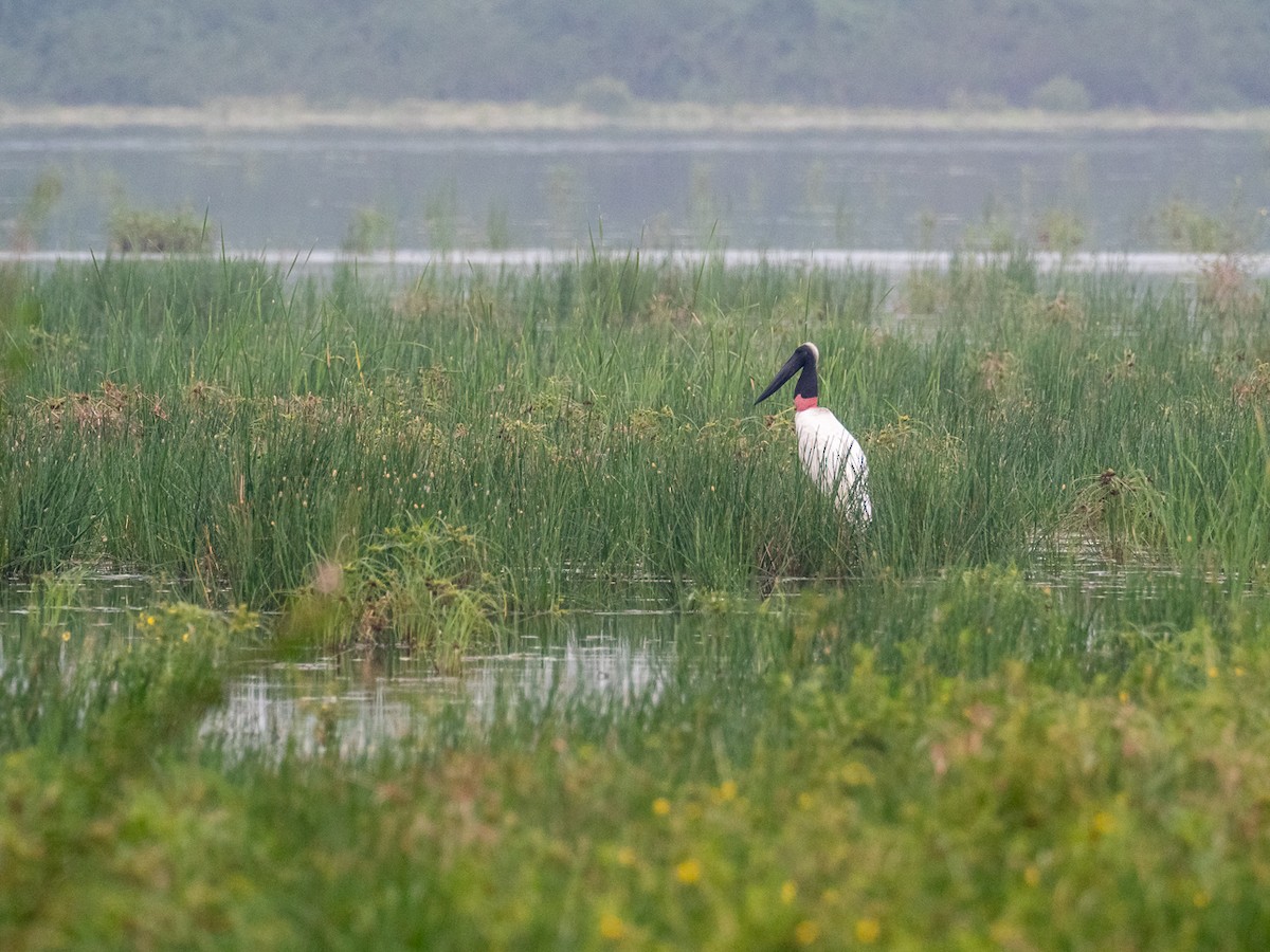 eBird Checklist - 6 Oct 2019 - Crooked Tree Wildlife Sanctuary--Bird's ...