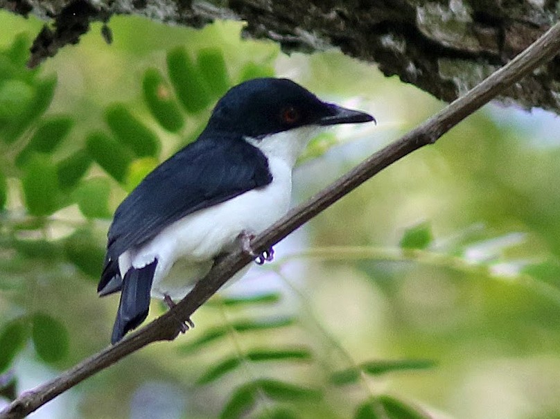 African Shrike-flycatcher - eBird